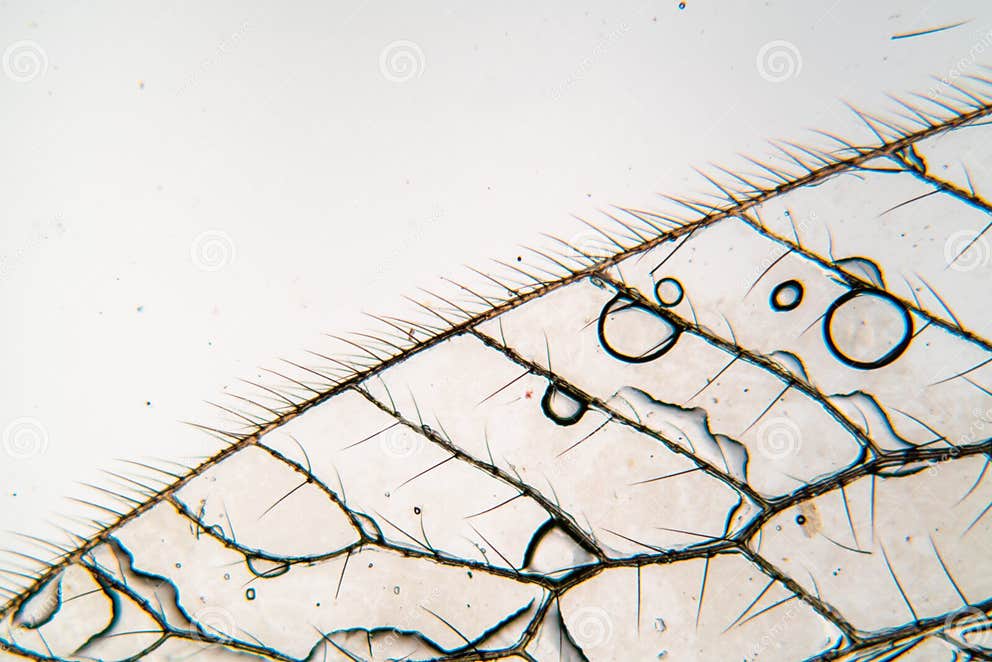 Insect Wing Under Microscope Insect Wing Under Microscope Stock Photo ...
