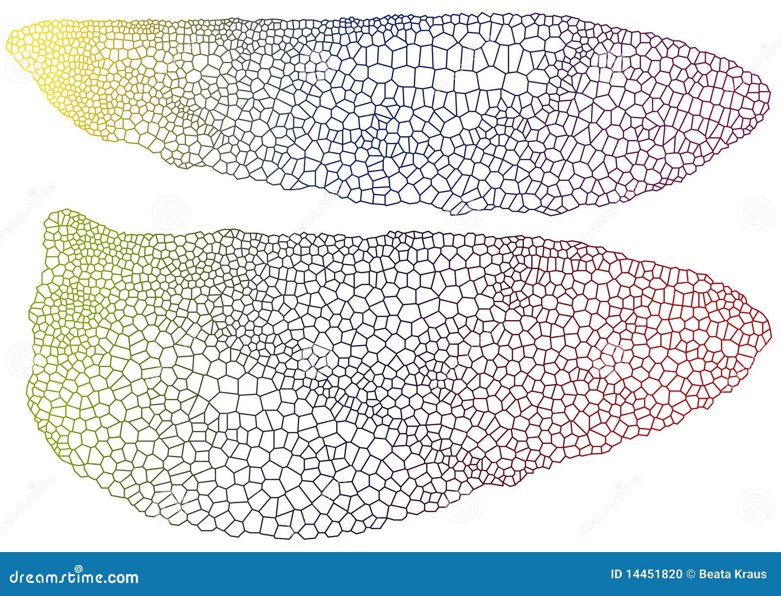 Insect Wings With Delicate Texture Stock Vector - Image: 14451820