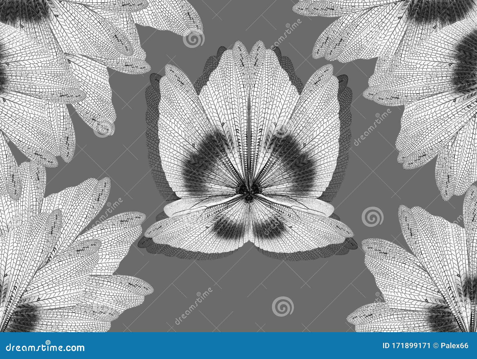 Insect Wings Natural Pattern Background Royalty-Free Stock Photography ...