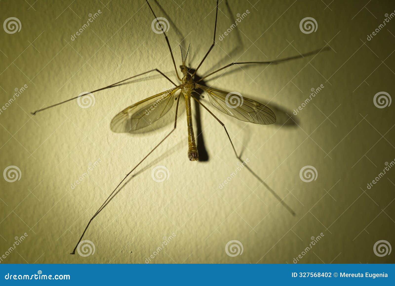 Insect with Wings on a Wall in the Twilight, Texture on the Wall Stock ...
