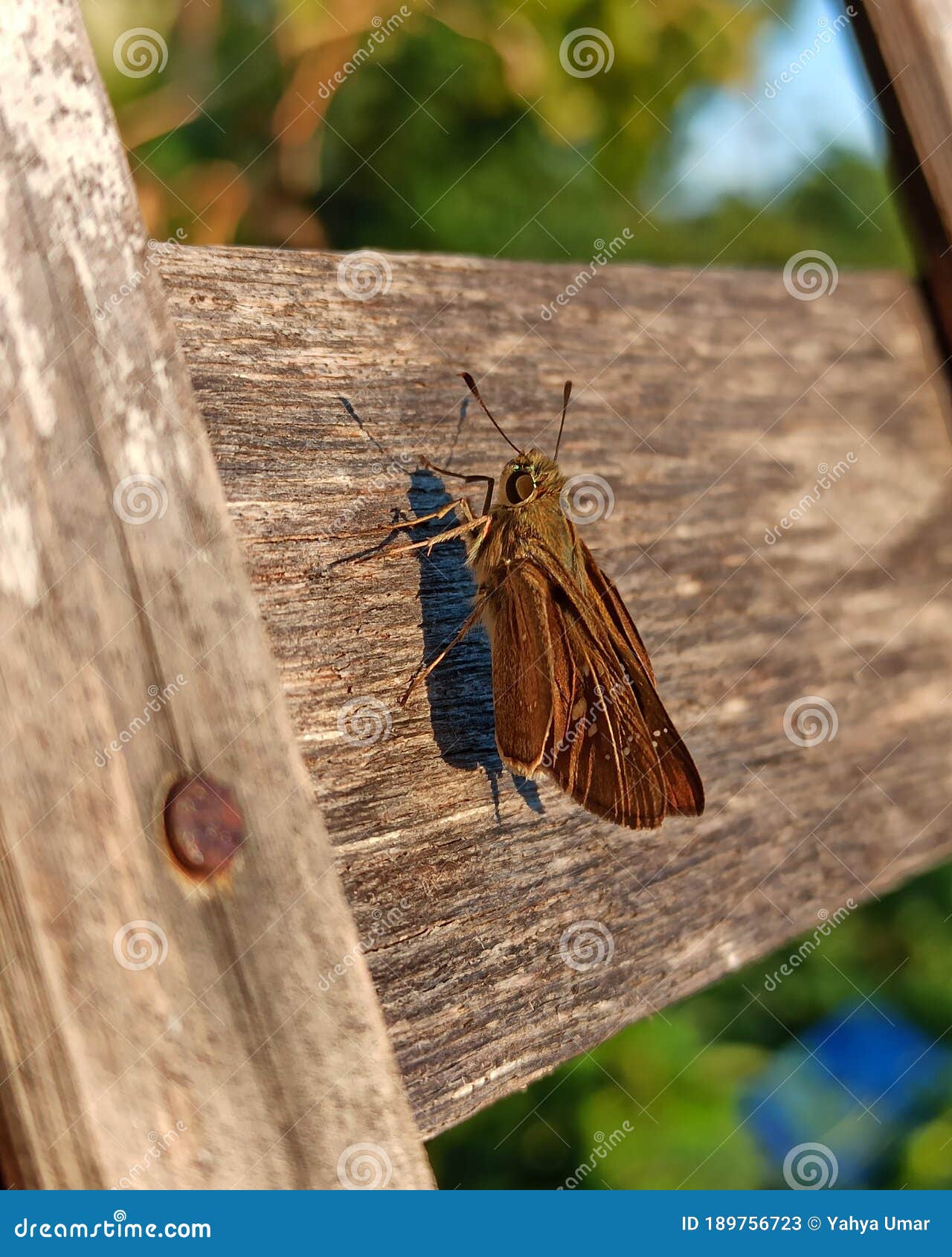 Insect On Wood - Mitopus Morio Royalty-Free Stock Photo | CartoonDealer ...