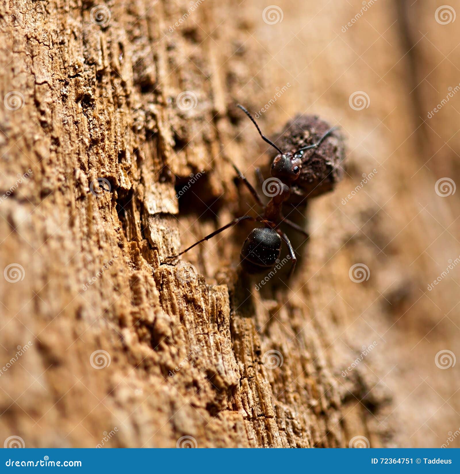 Insect Wood Sculpture Stock Photo | CartoonDealer.com #72588930