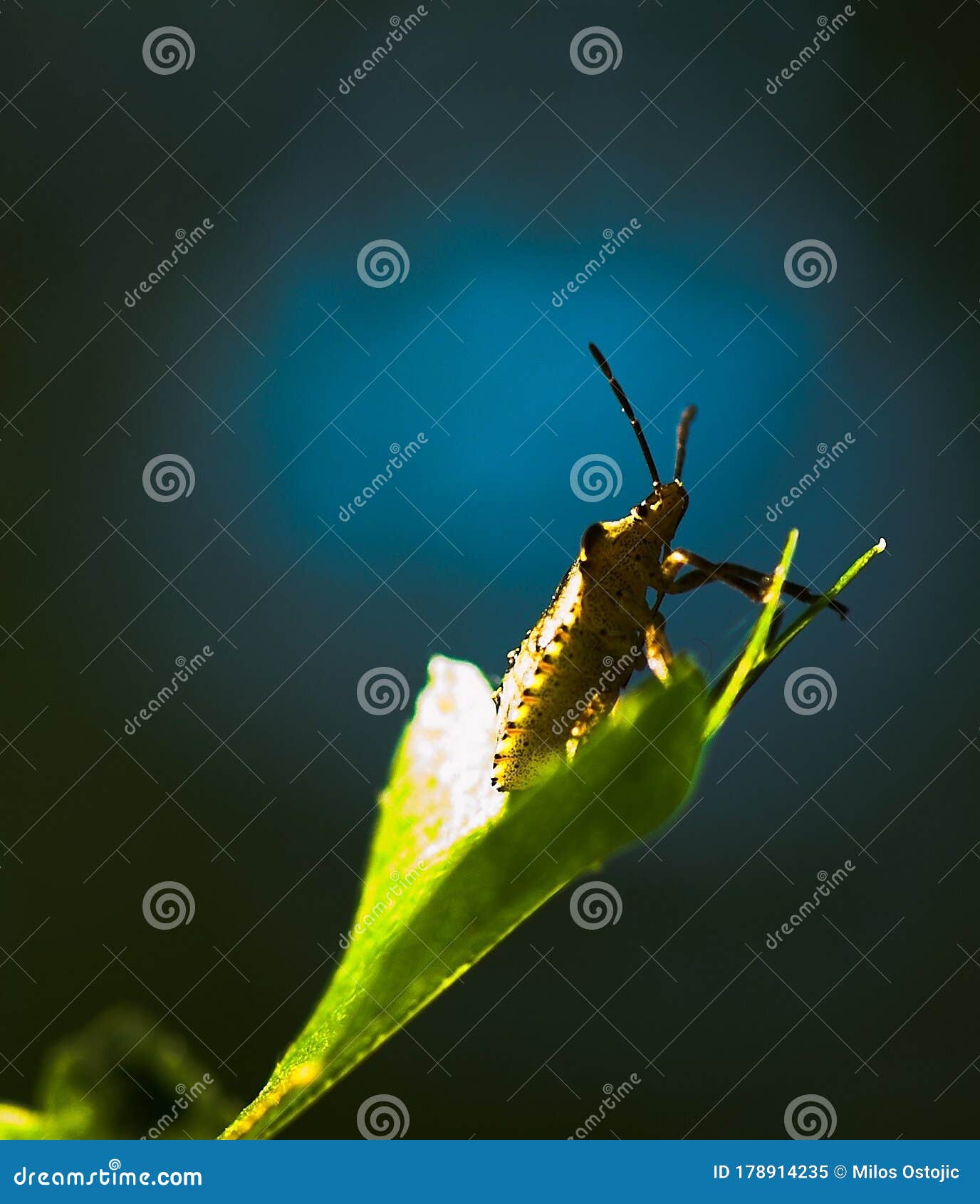 Insect On Wood - Mitopus Morio Royalty-Free Stock Photo | CartoonDealer ...