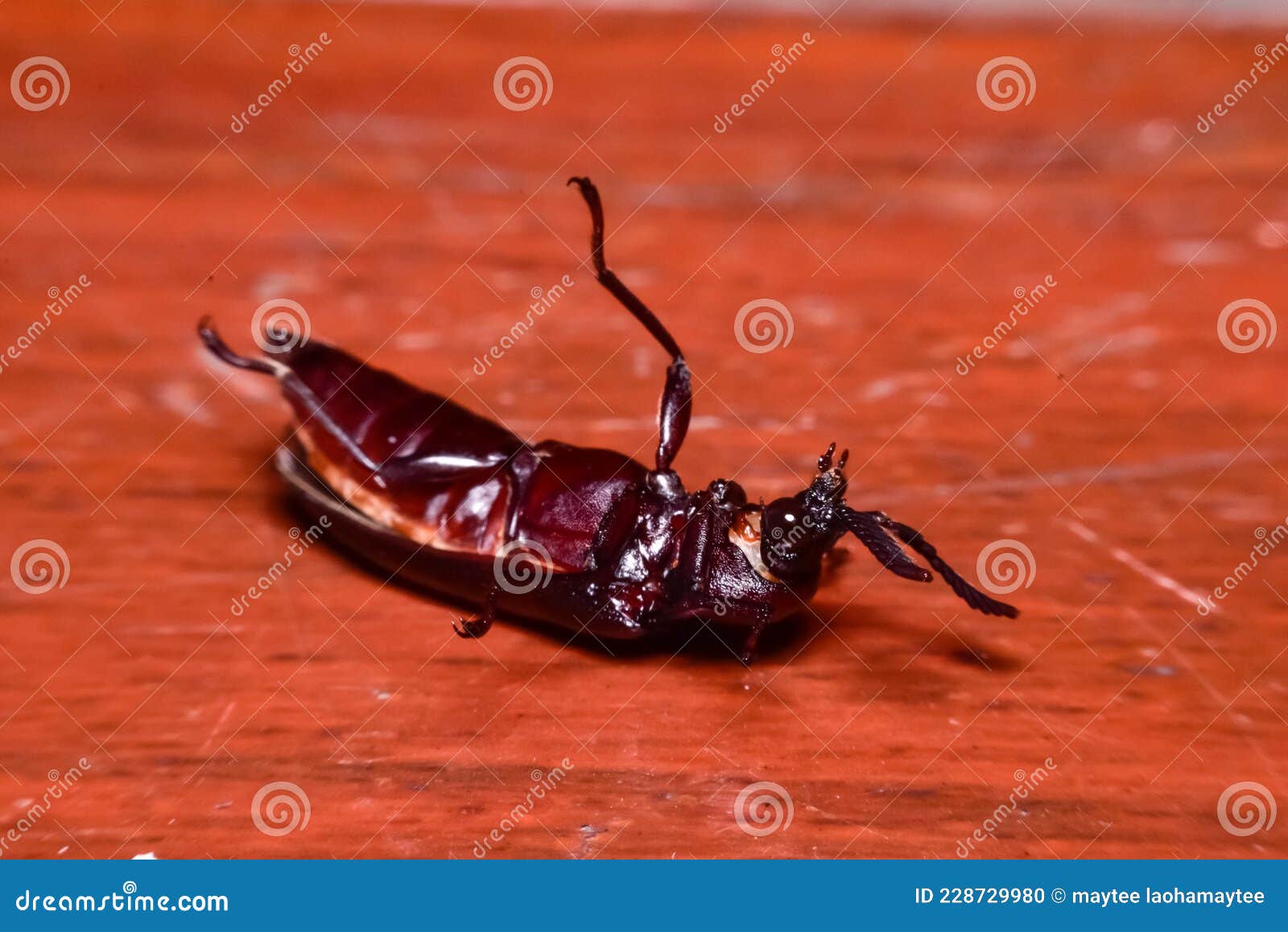 Insect is on wooden floor. stock photo. Image of floor - 228729980