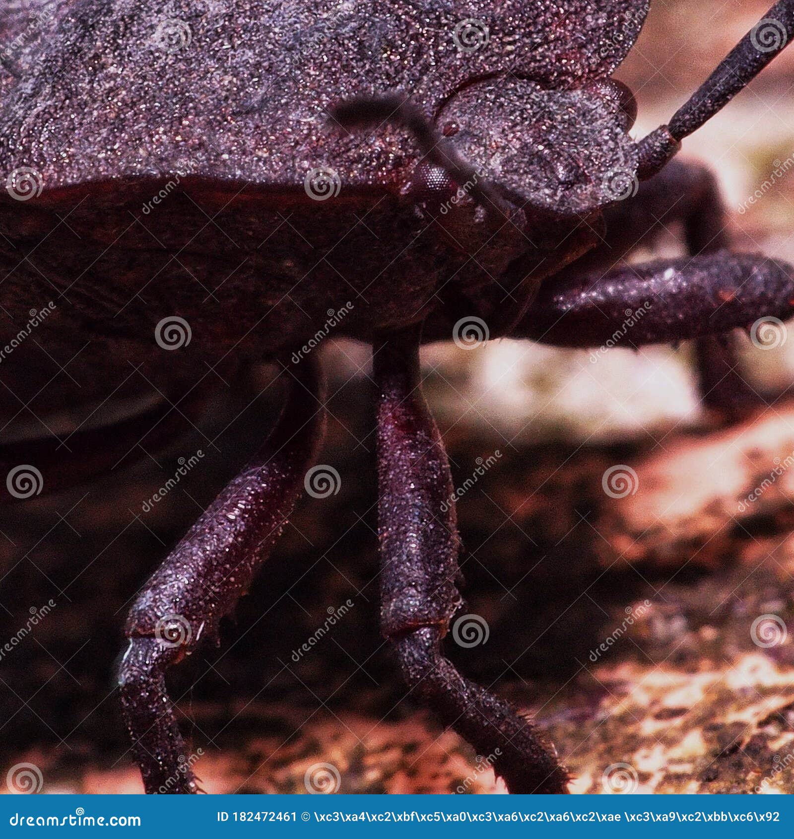 Insect World Chariot stock image. Image of green, plant - 182472461