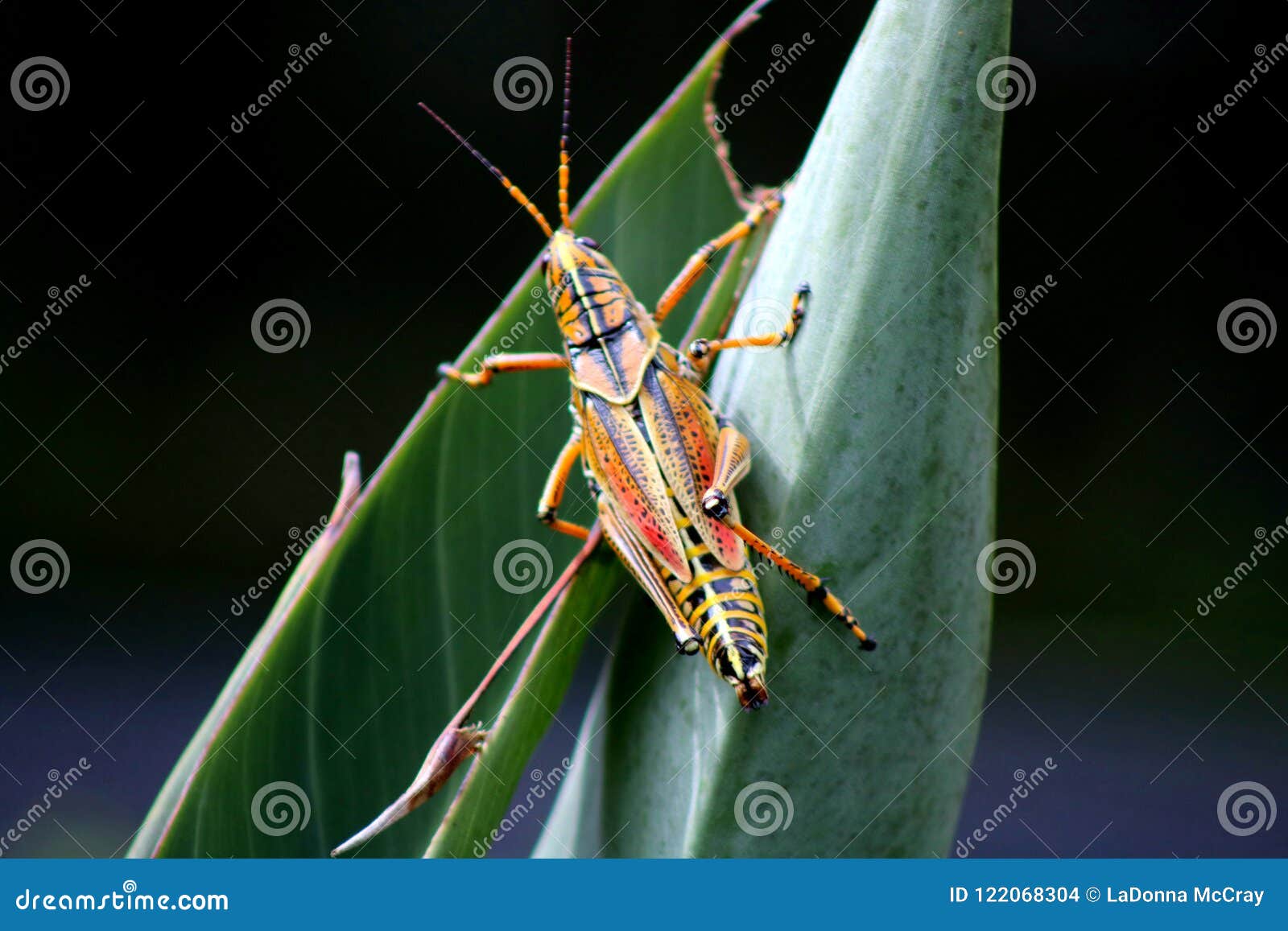 Colorful World Of Grasshopper Stock Photography | CartoonDealer.com ...