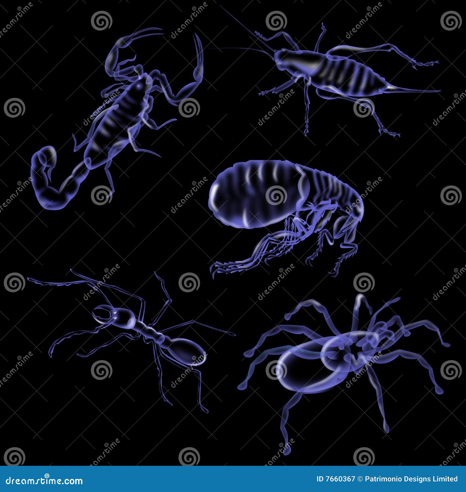 Insect X-ray Collection Royalty-Free Stock Photography | CartoonDealer ...