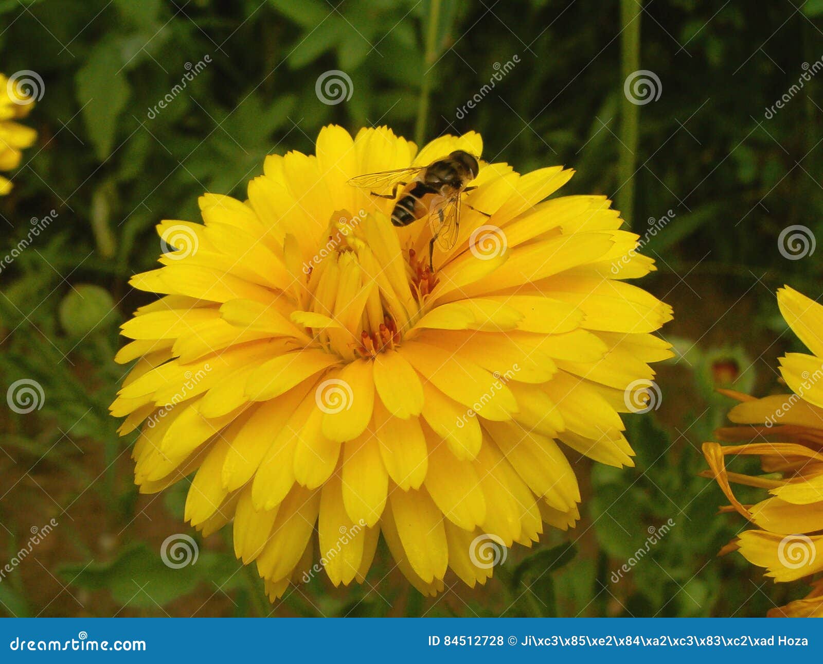 Insect on a Yellow Flower stock photo. Image of green - 84512728