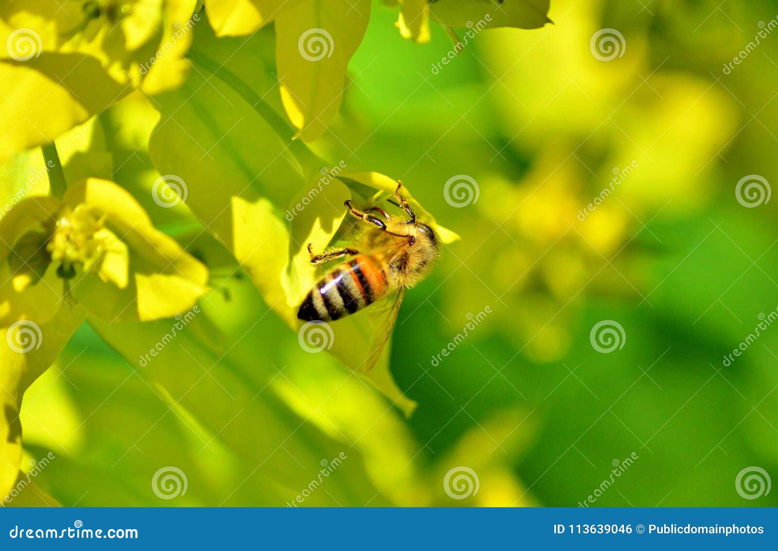 Insect, Yellow, Honey Bee, Bee Picture. Image: 113639046