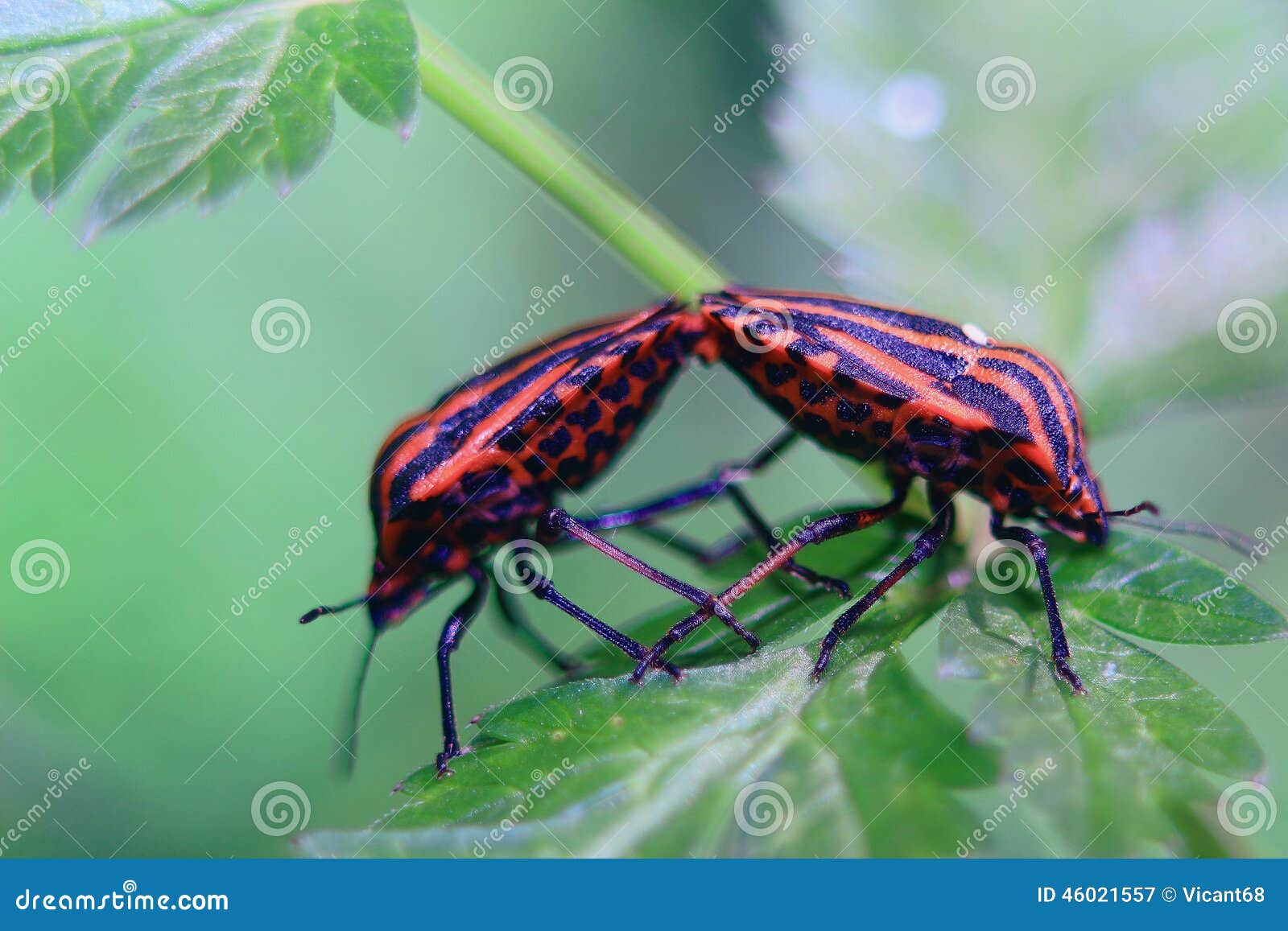 INSECT in ZWART-EN-RODE GESTREEPT Stock Afbeelding - Image of insecten ...