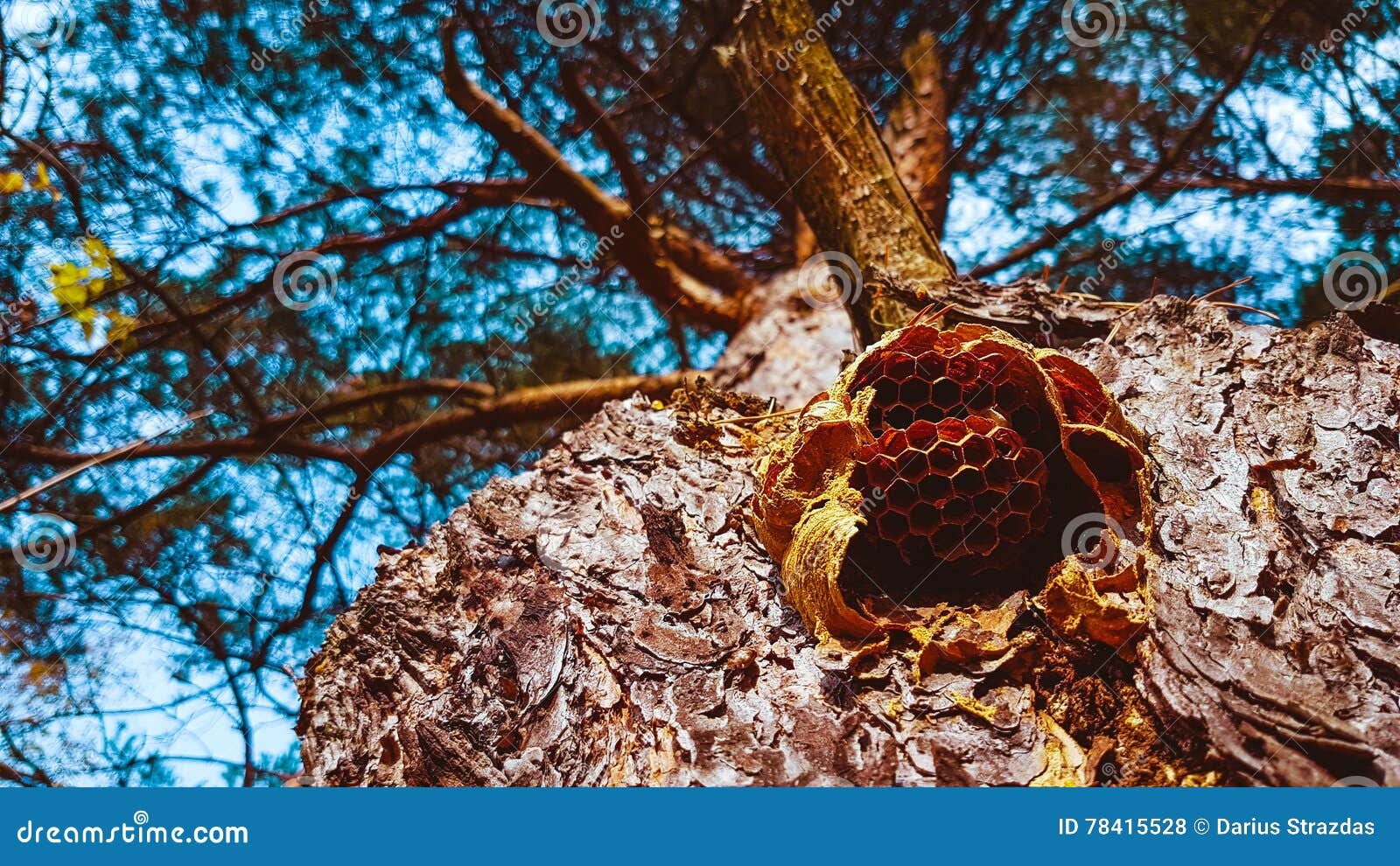 Insecta Wasp Hymenoptera Apocrita House Stock Photo - Image of house ...