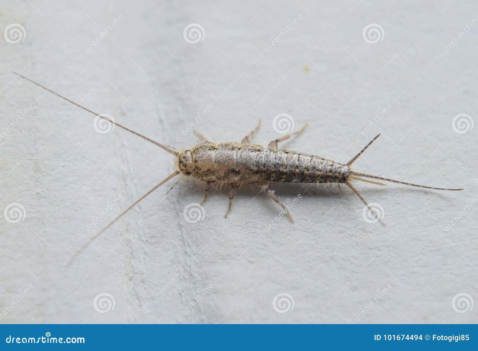 Insecte Alimentant Sur Le Papier - Poisson D'argent Photo stock - Image ...