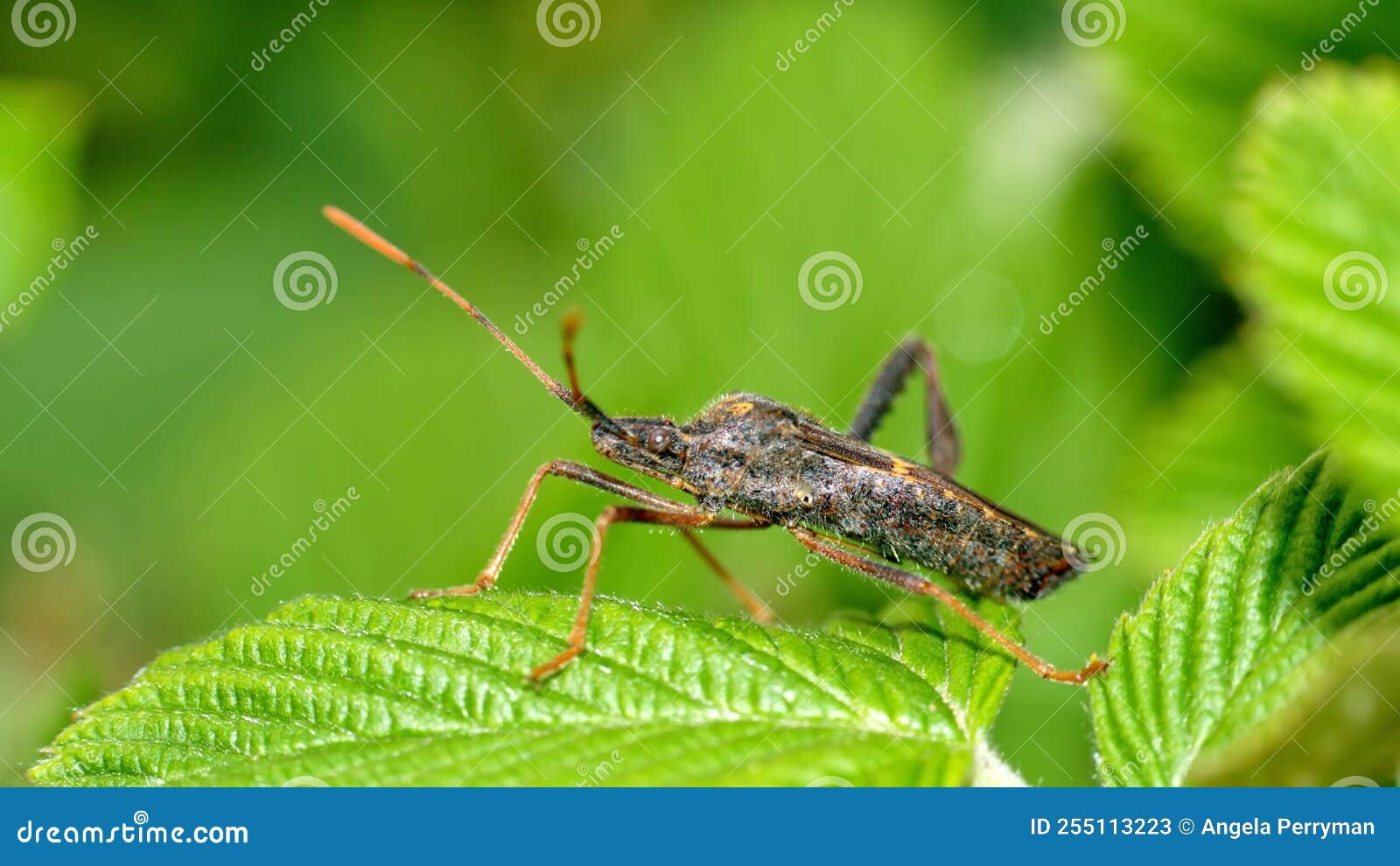 Insecte Assassin Sur Une Feuille Image stock - Image du vert, brun ...