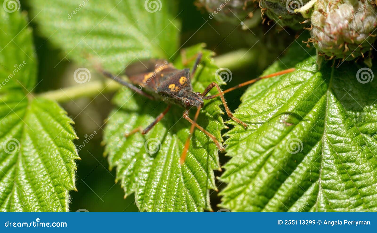 Insecte Assassin Sur Une Feuille Image stock - Image of prédateur, brun ...