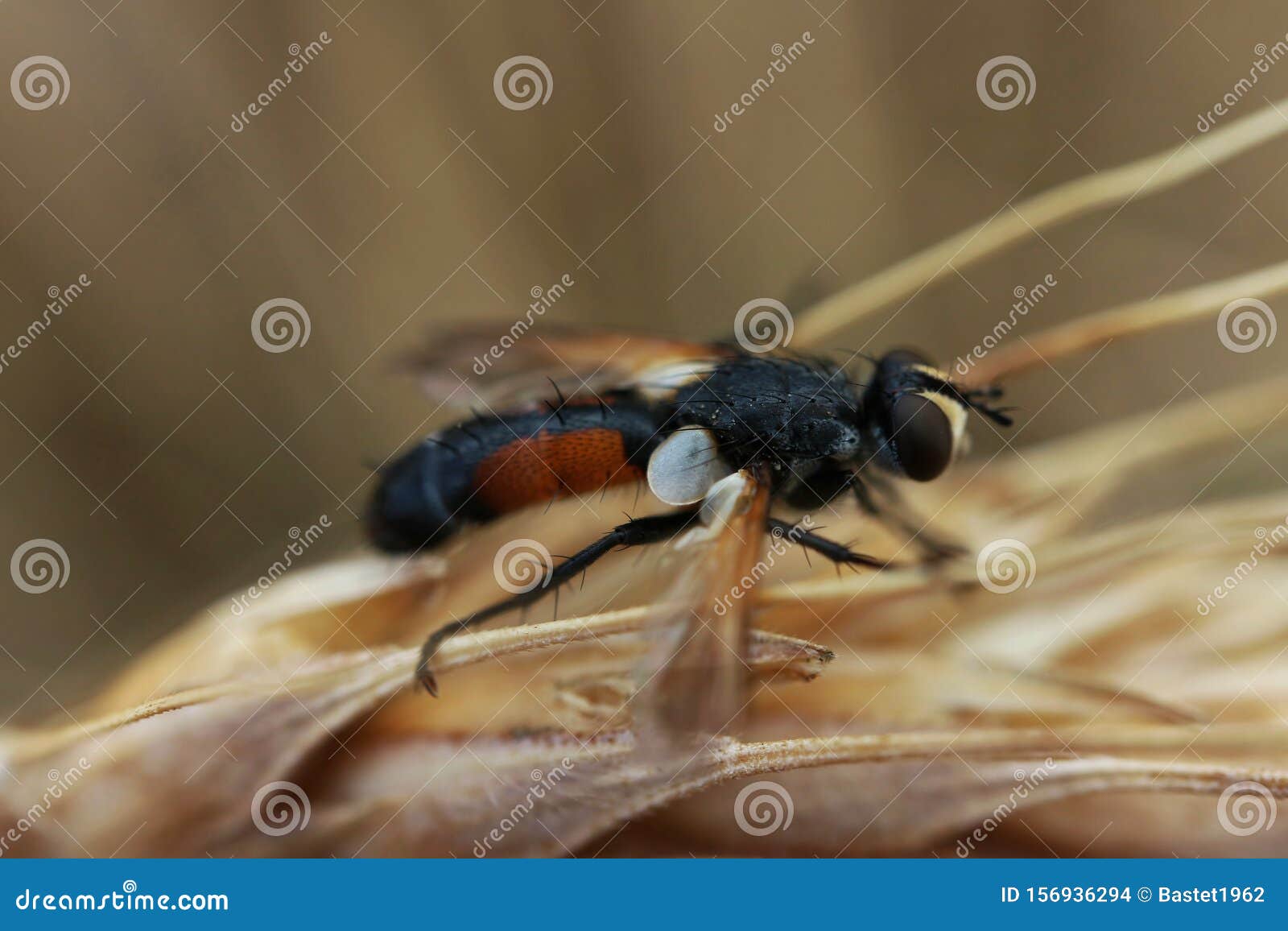 Insecte Assise Sur Les Oreilles Du Grain Photo stock - Image du ailes ...