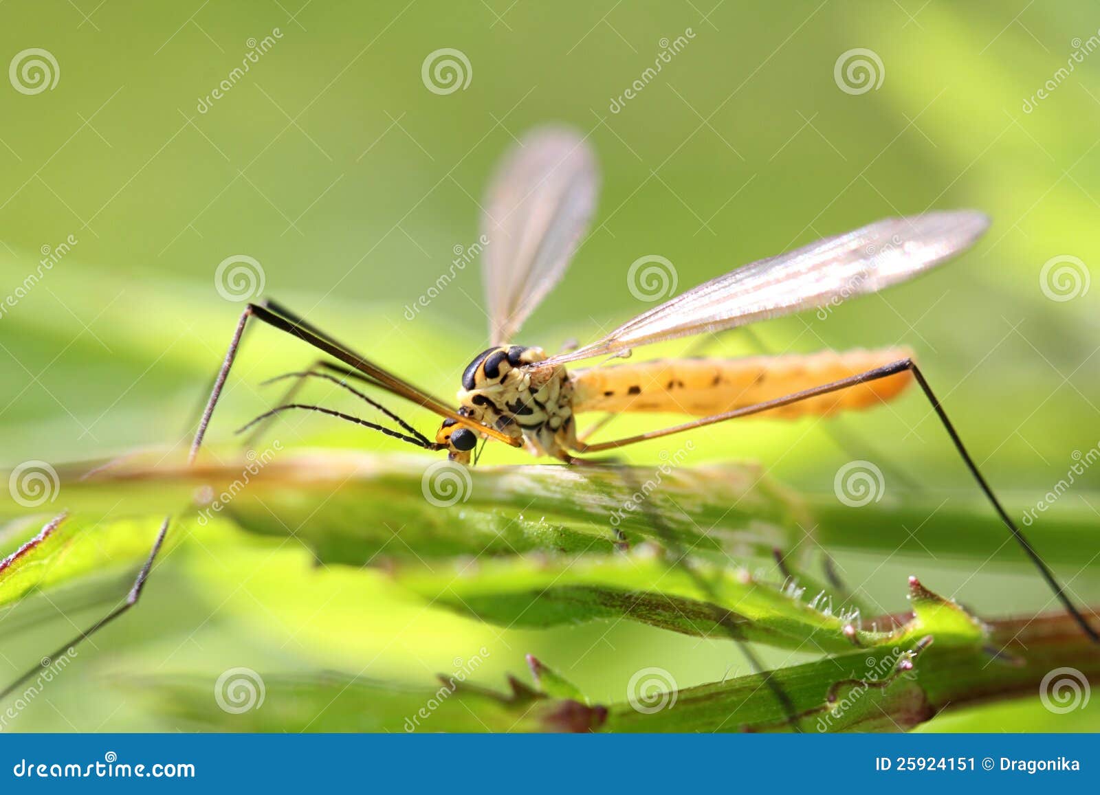 Insecte avec des ailes image stock. Image du herbe, jaune - 25924151