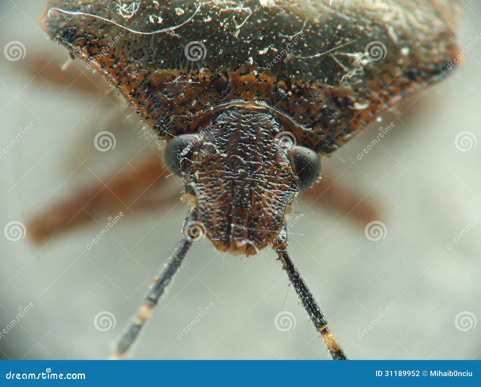 Insecte avec des antennes photo stock. Image du service - 31189952