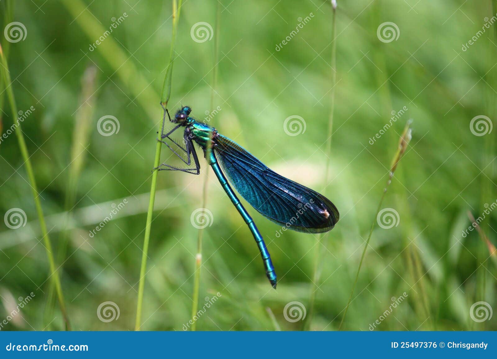 Insecte Bleu De Libellule De Belle Essence Photo stock - Image du aile ...