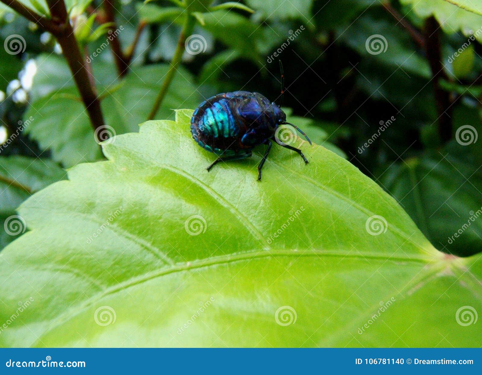 Insecte Bleu Sur Une Feuille D'une Ketmie Photo stock - Image du ...