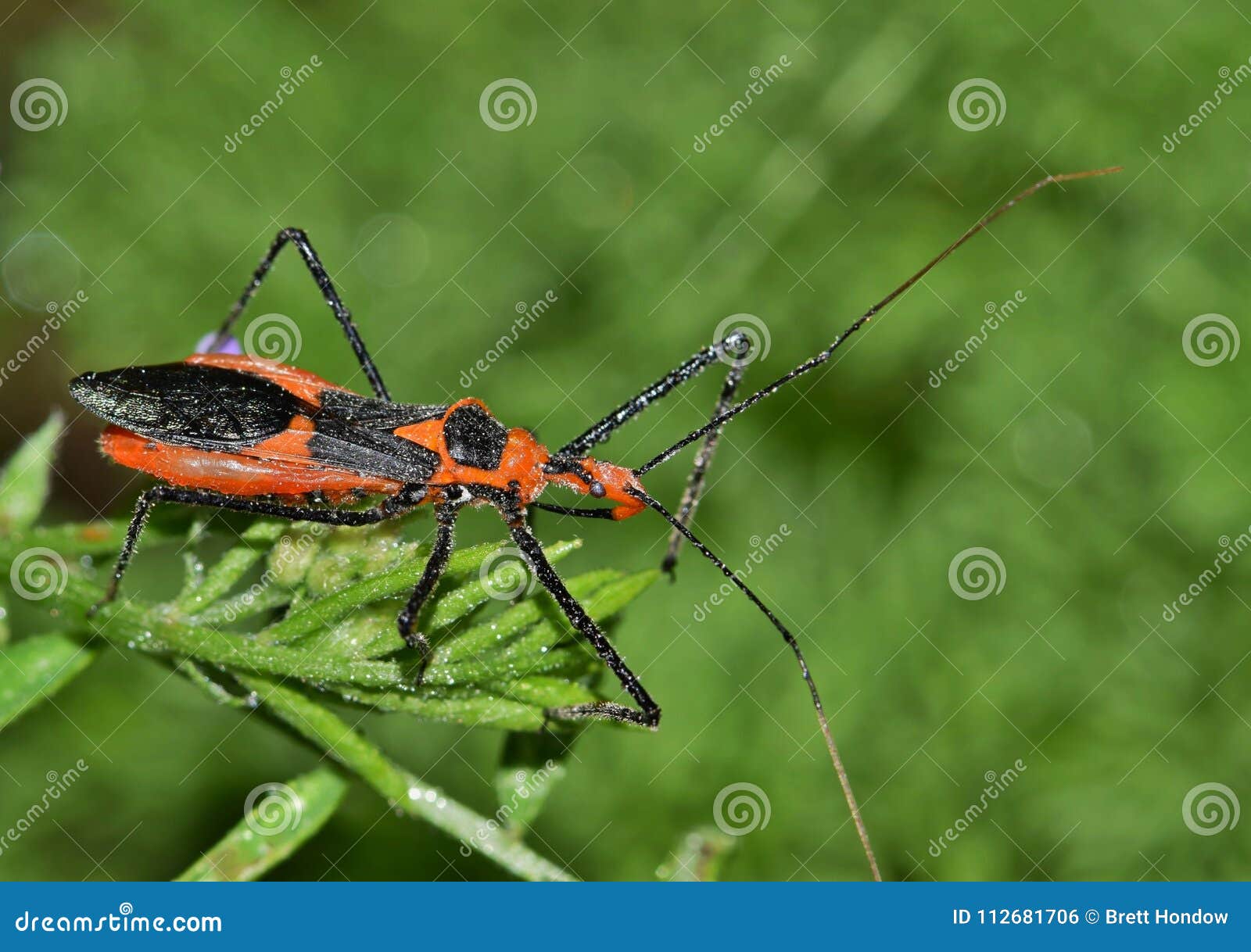 Insecte D'assassin Orange Et Noir Dans Le Feuillage Photo stock - Image ...