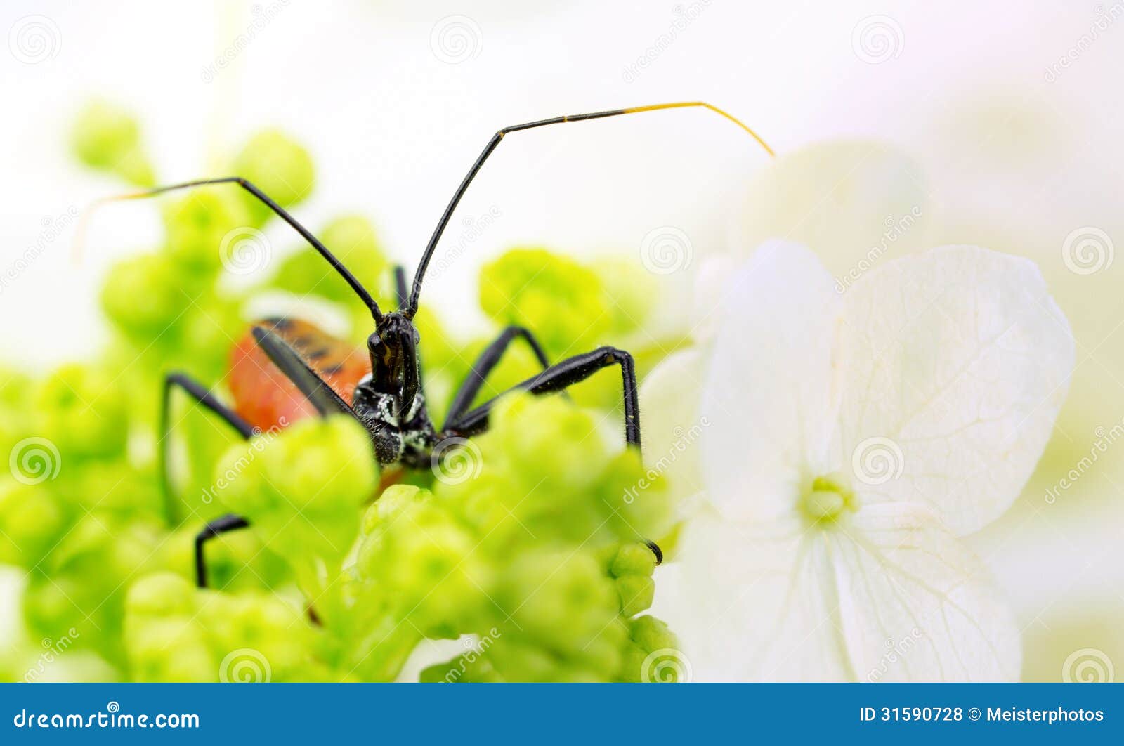Insecte D'assassin Se Cachant Dans Le Courson D'hortensia Photo stock ...