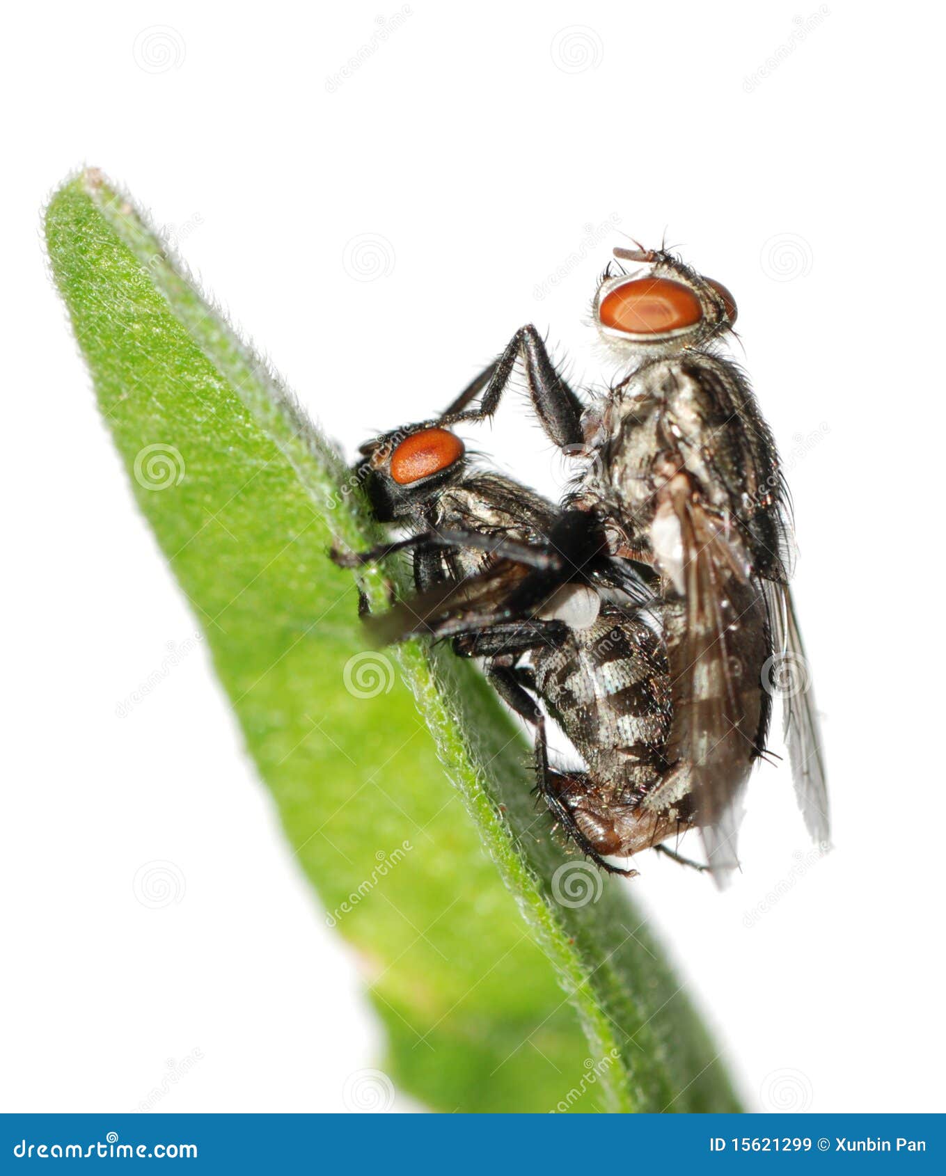 Insecte De Accouplement De Mouche D'isolement Image stock - Image du ...