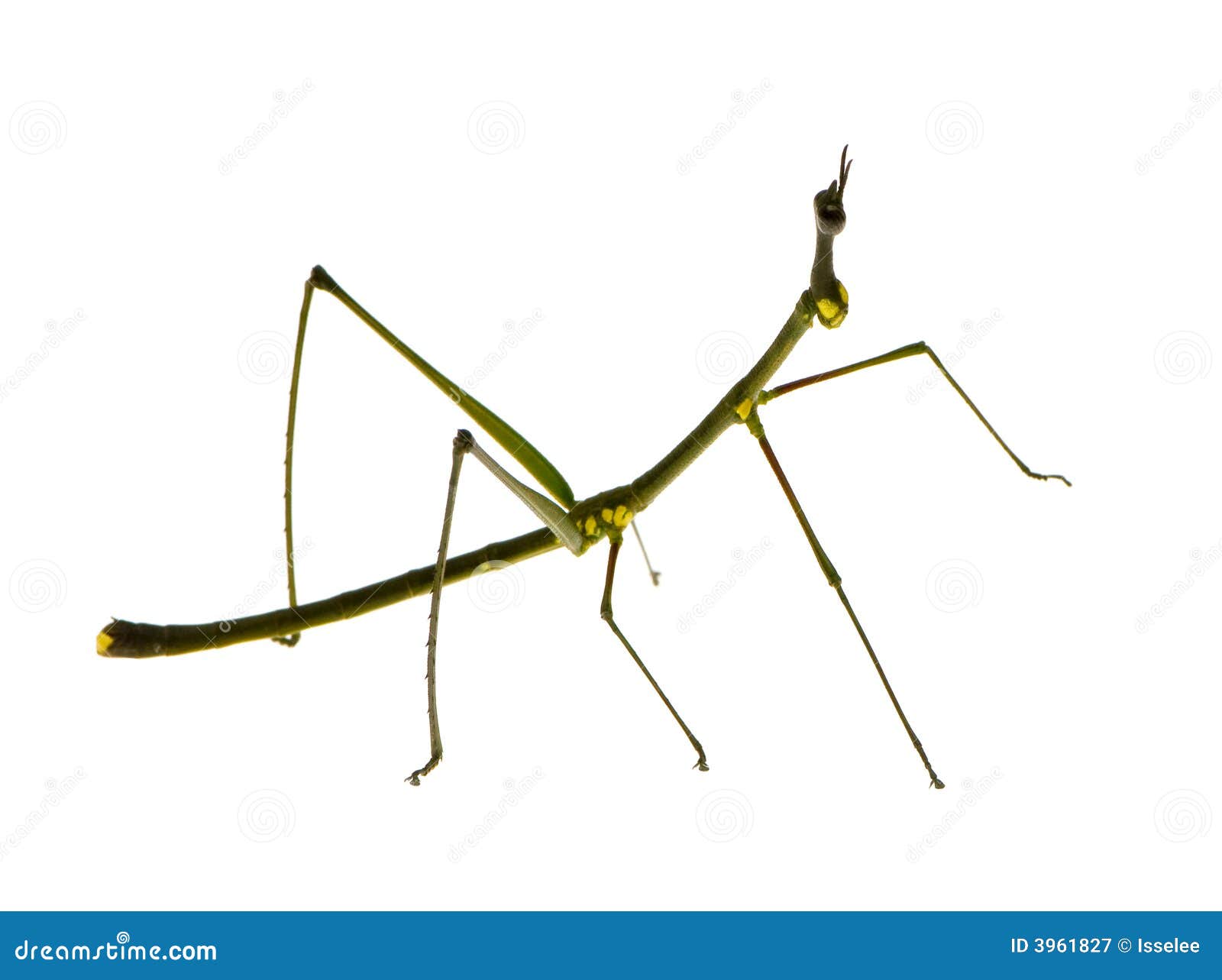 Insecte De Bâton, Phasmatodea - Peruana D'Oreophoetes Image stock ...