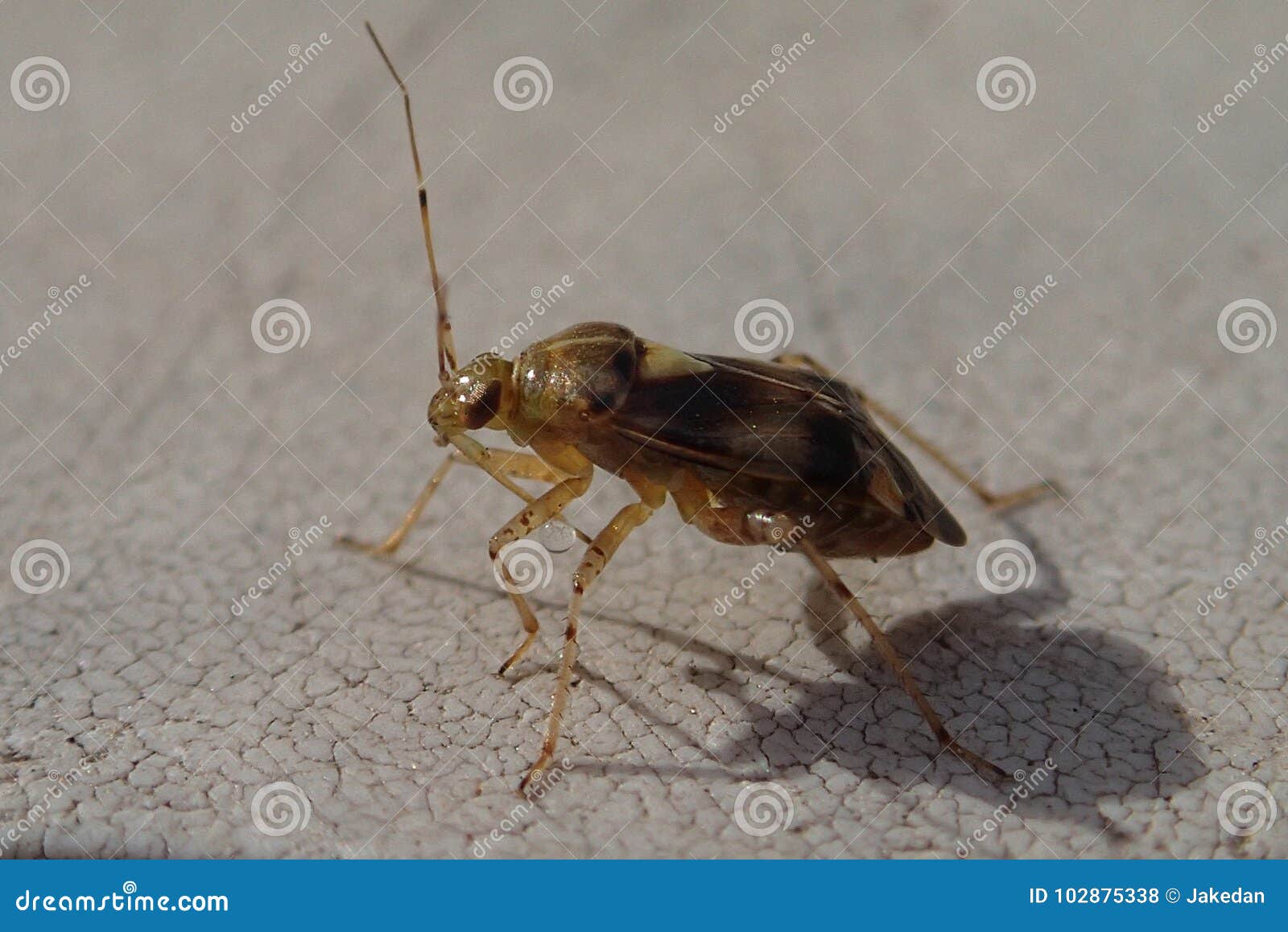 Insecte De Brown Avec De Longues Antennes Photo stock - Image du ...