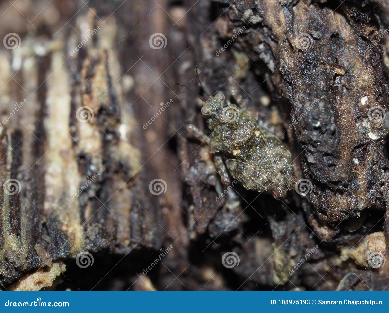 Insecte de camouflage image stock. Image du chrysope - 108975193