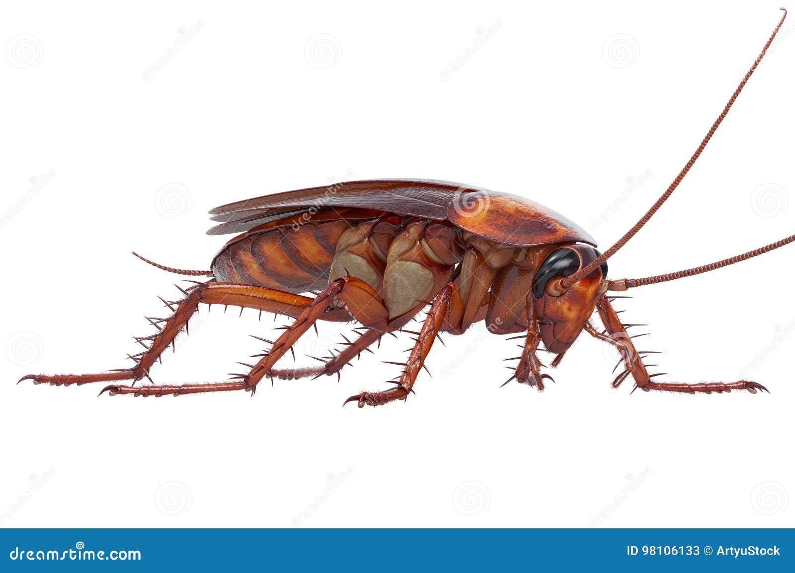 Insecte de cancrelat petit illustration stock. Illustration du ...