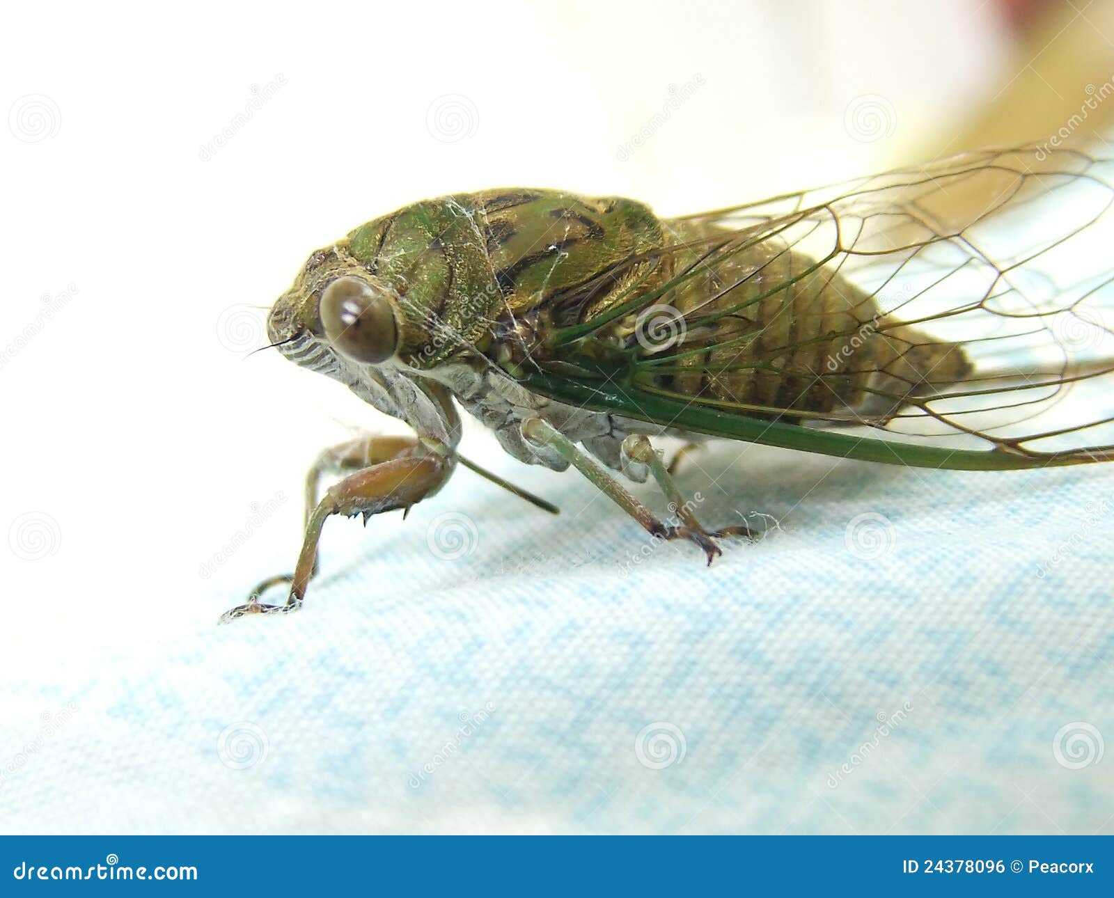 Insecte De Cigale De Plan Rapproché Photo stock - Image du ...