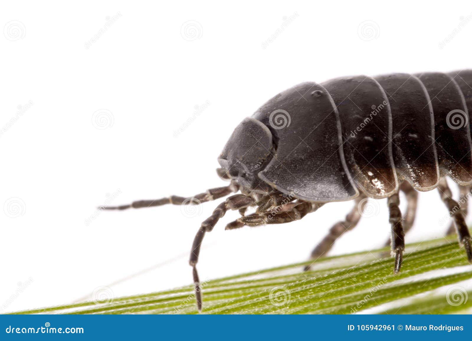 Insecte de cloportes image stock. Image du cloporte - 105942961