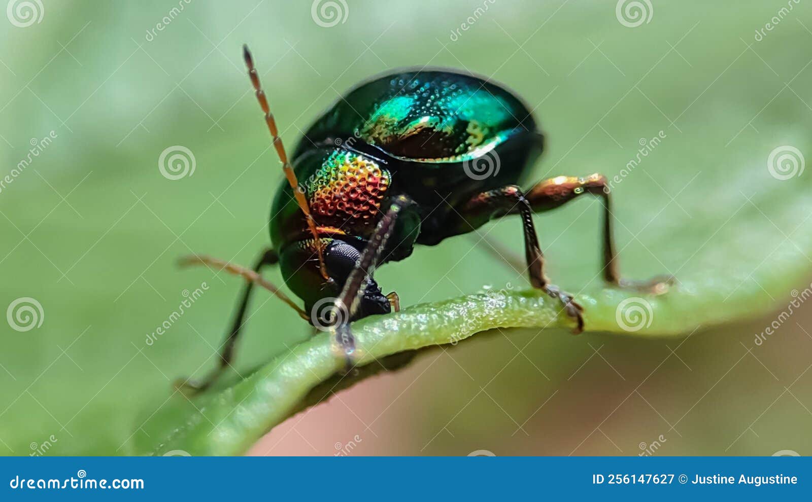 Insecte De Couleur Verte Sur Les Insectes De Feuilles Macro De Petits ...