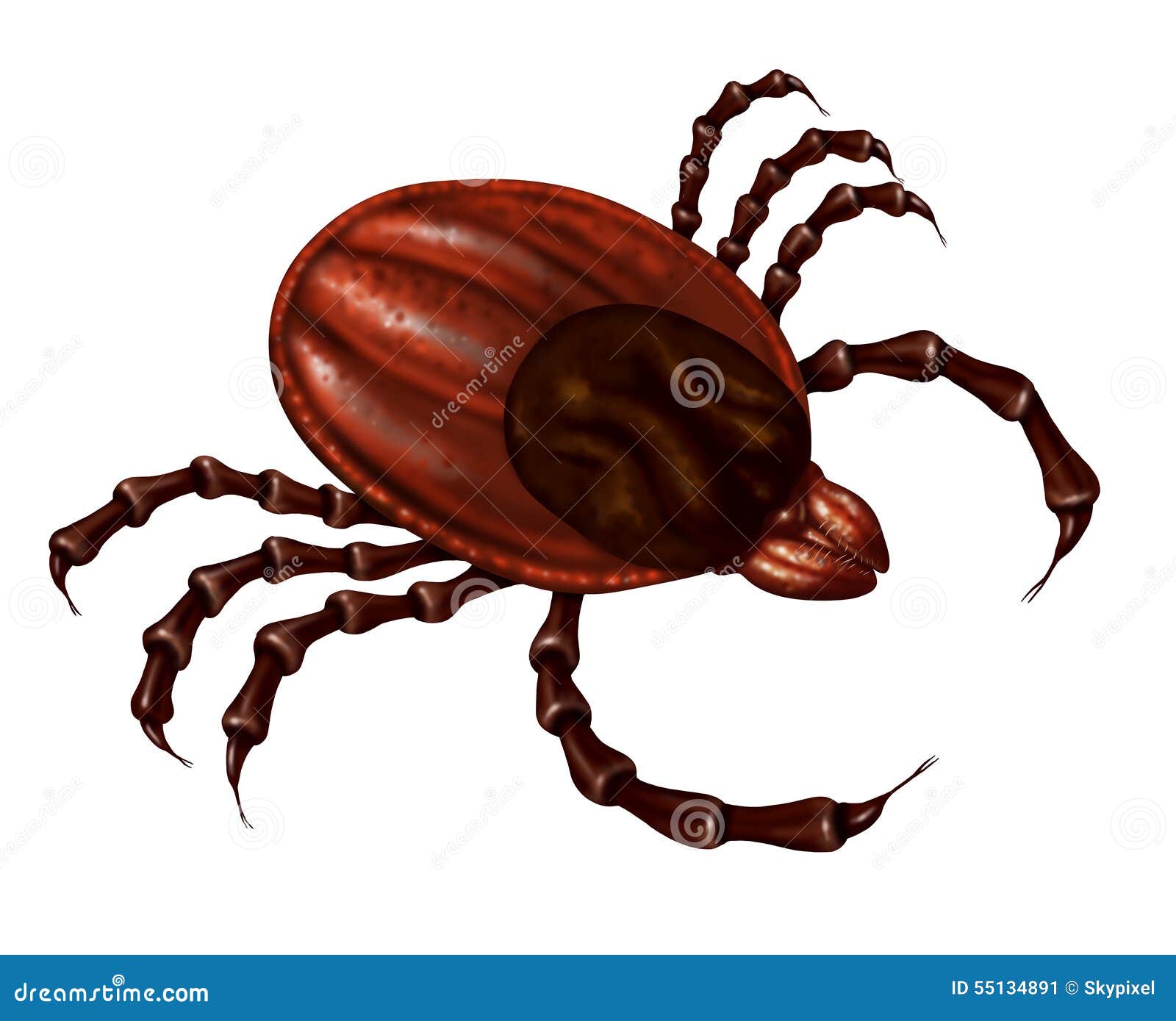 Insecte de coutil illustration stock. Illustration du illustration ...