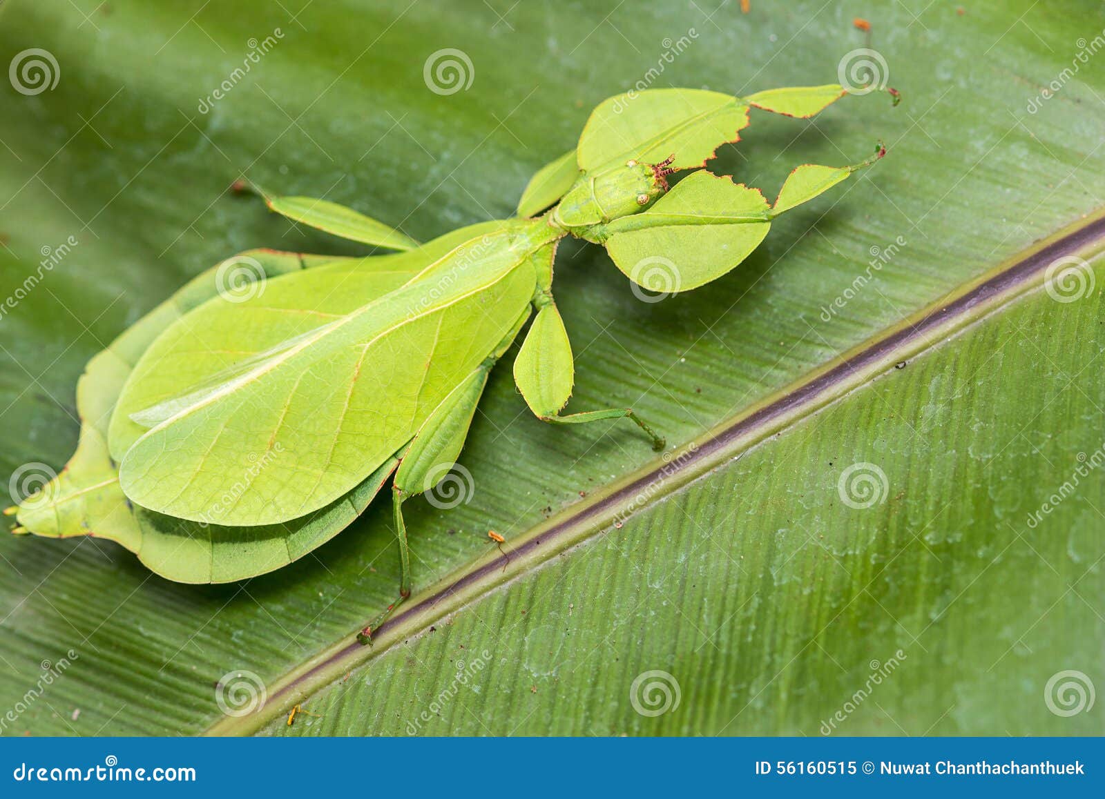 Insecte de feuille image stock. Image du faune, beau - 56160515