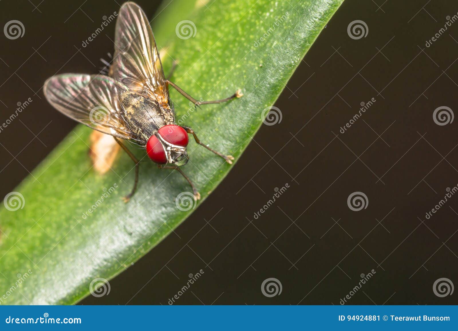 Insecte de mouche image stock. Image du anomalie, coup - 94924881