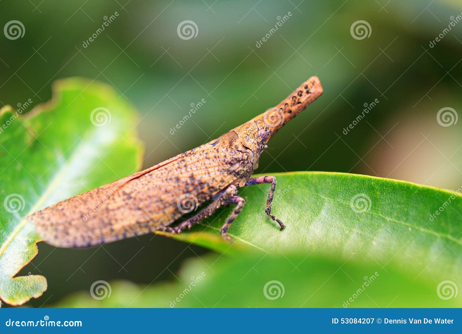 Insecte De Museau De Brindille Image stock - Image du arbre, écologie ...