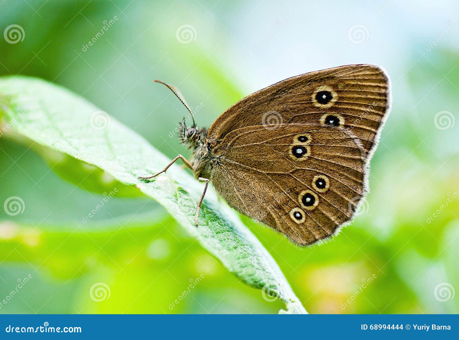 Insecte de papillon photo stock. Image du insecte, brun - 68994444