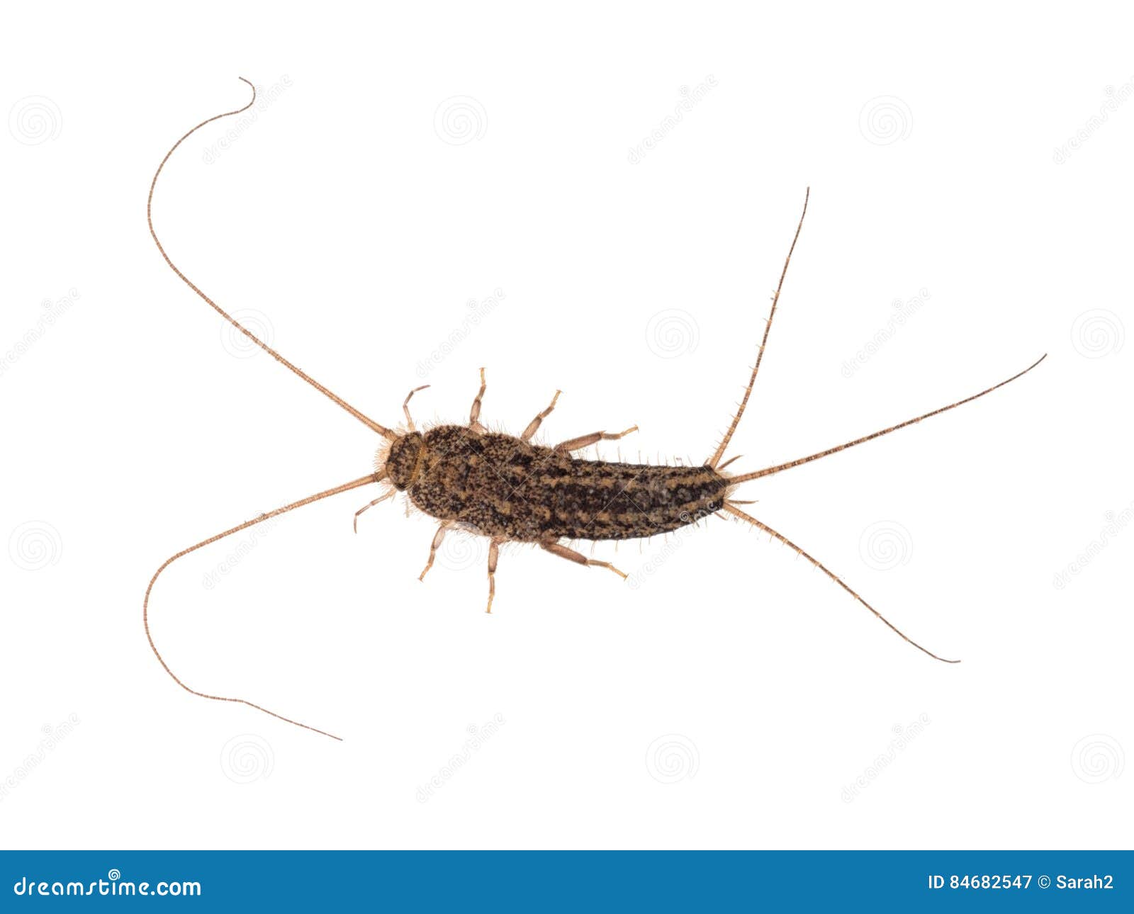 Insecte De Poisson D'argent, Fond De Blanc De Parasite Image stock ...