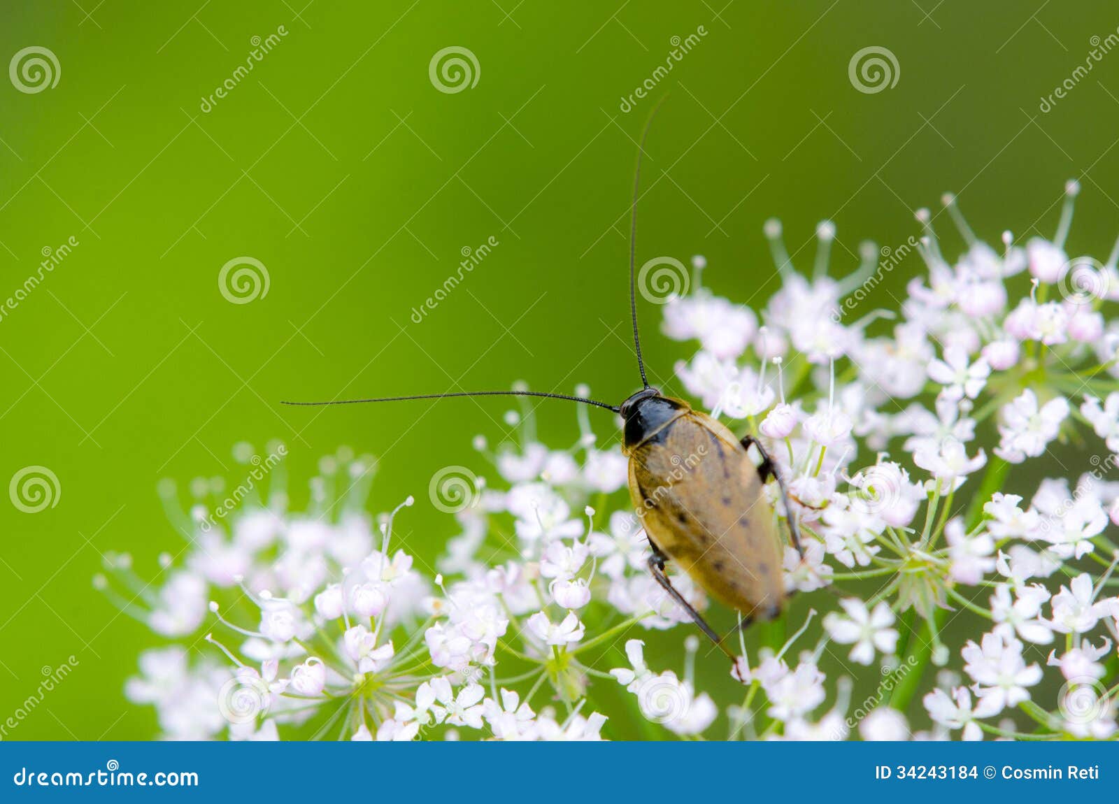Insecte de sentinelle photo stock. Image du blanc, anomalie - 34243184