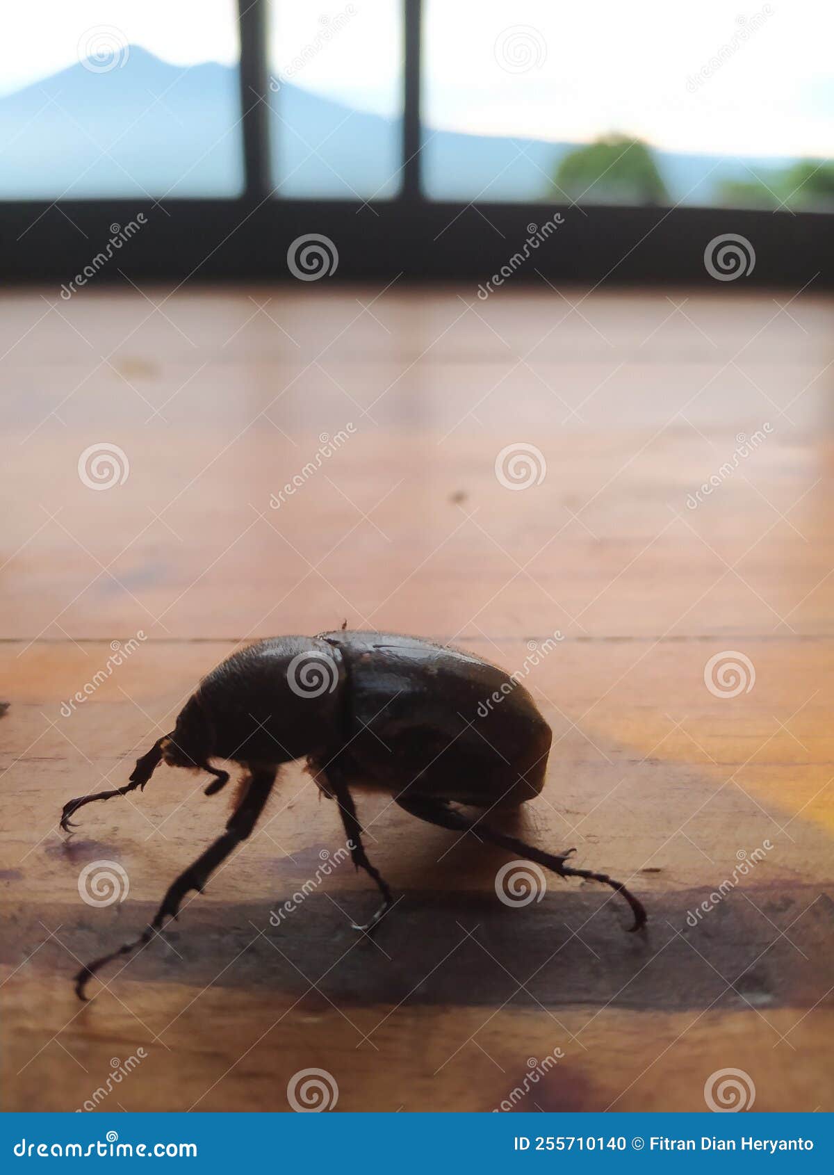 Insecte Du Dendroctone Sur Le Parquet Photo stock - Image of invertébré ...