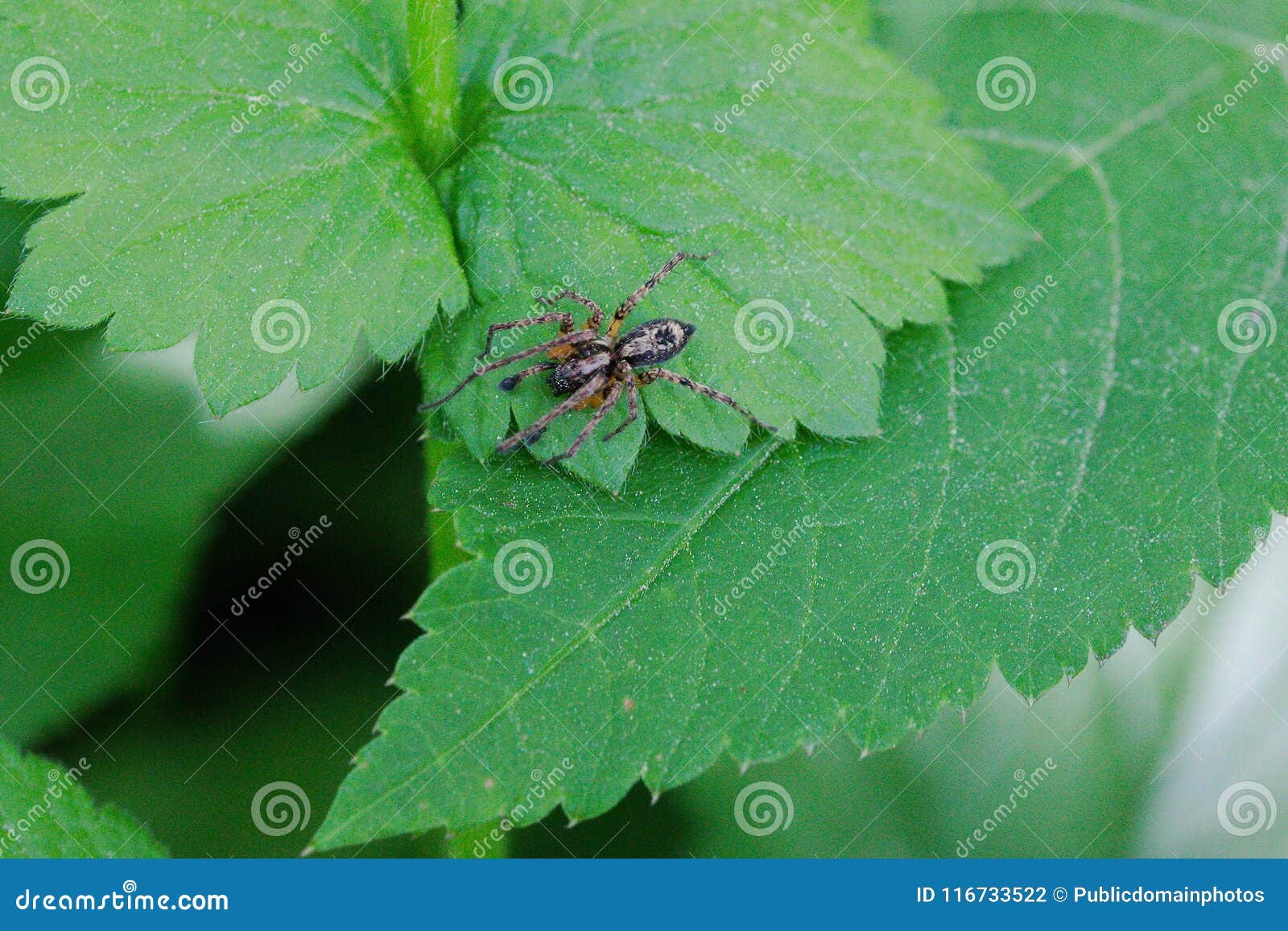 Insecte, Feuille, Urtica, Parasite Image. Image: 116733522