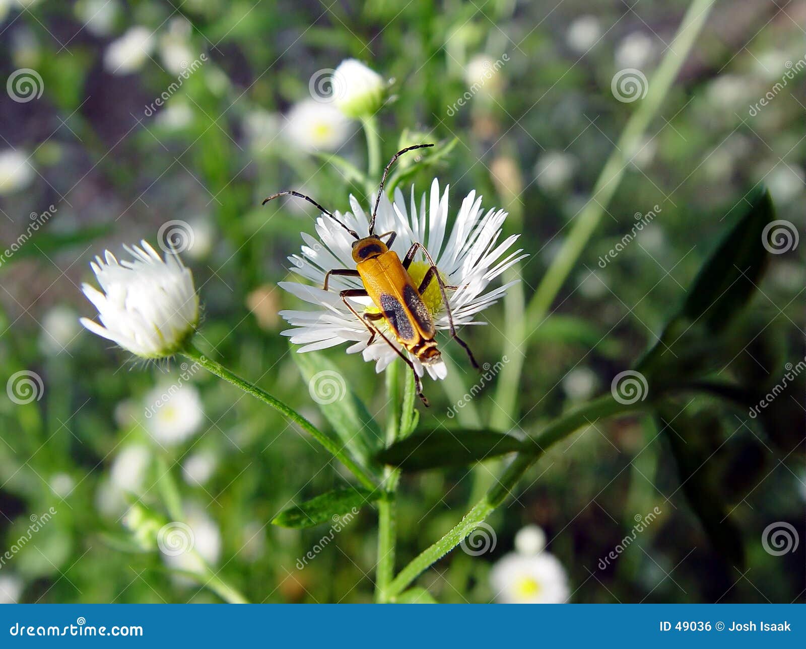 Insecte fleurissant photo stock. Image du insecte, bête - 49036
