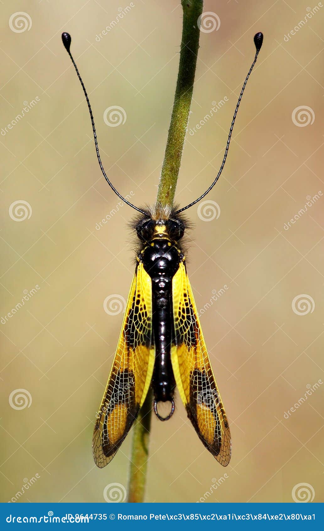 Insecte jaune image stock. Image du insectes, jaune, zones - 9644735