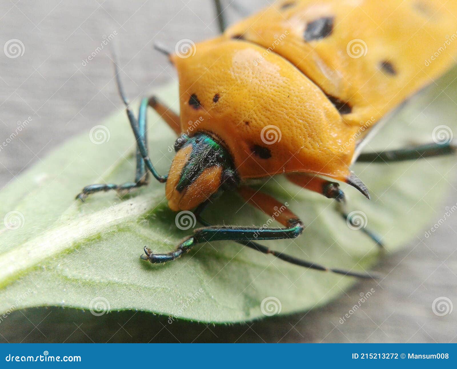 Insecte Jaune Sur Feuille Verte Photo stock - Image du petit, lame ...