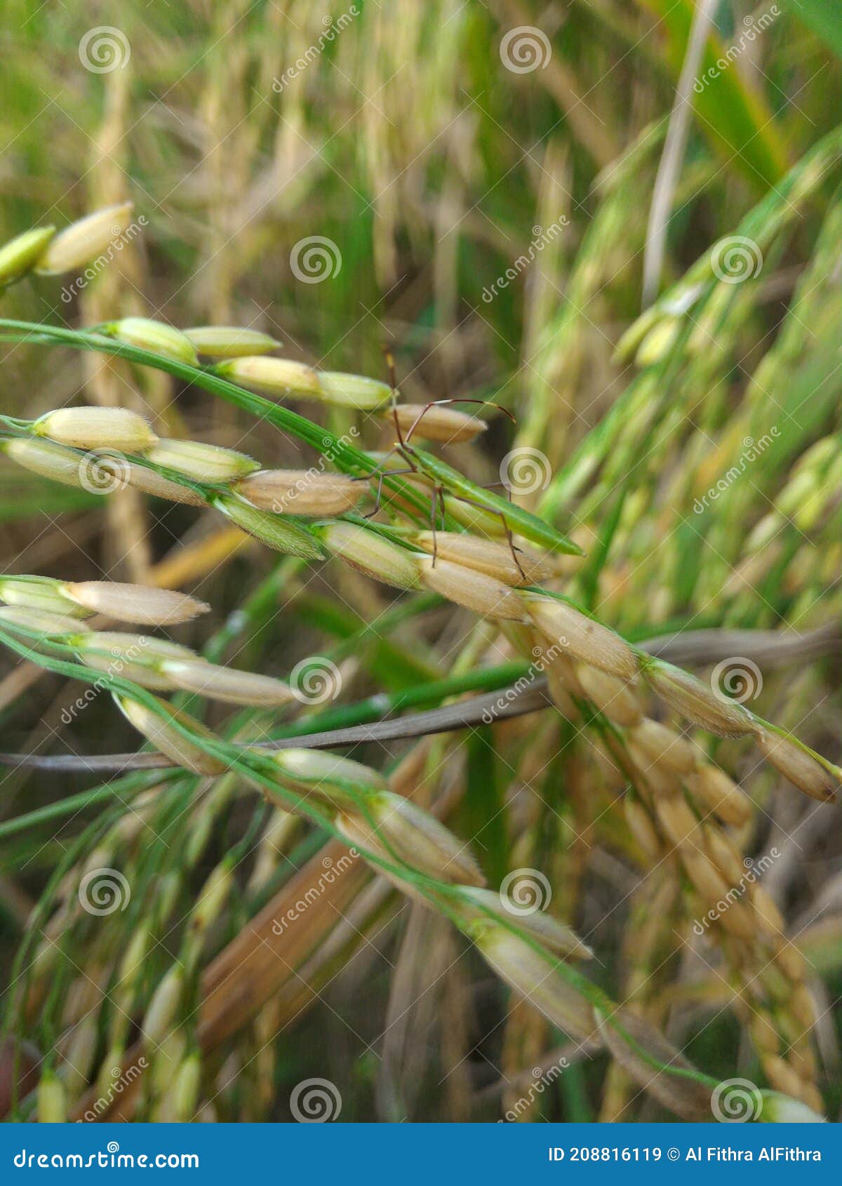 Insecte Mangeant Du Riz Jaune Image stock - Image du centrale, faune ...
