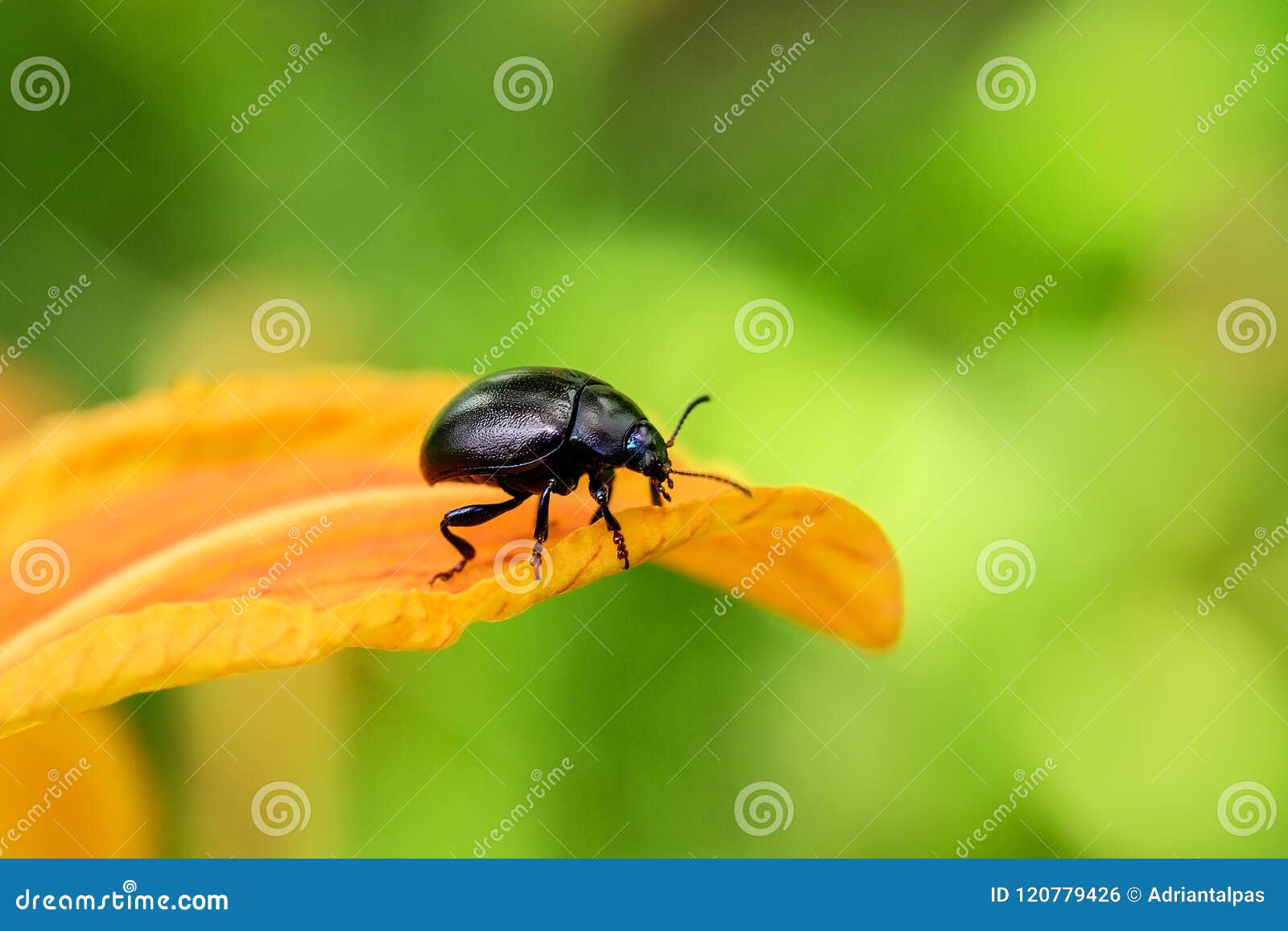 Insecte noir photo stock. Image du marguerite, fleur - 120779426