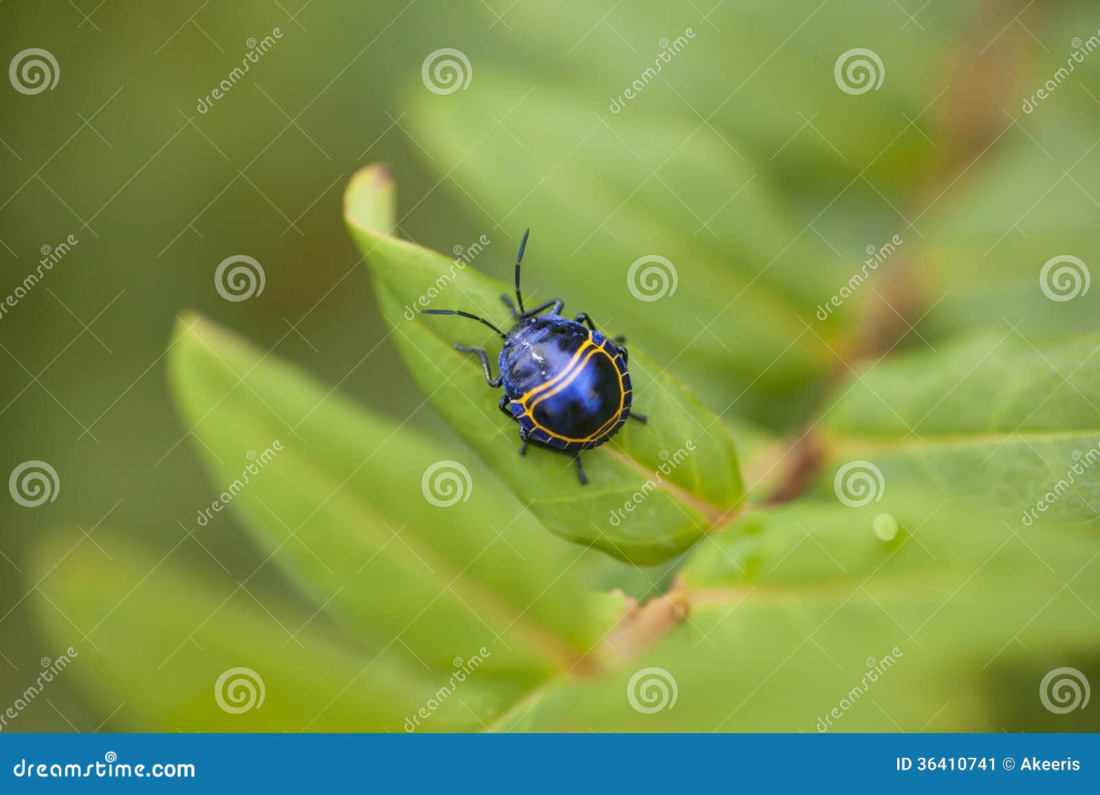Insecte noir image stock. Image du anomalies, sept, animal - 36410741