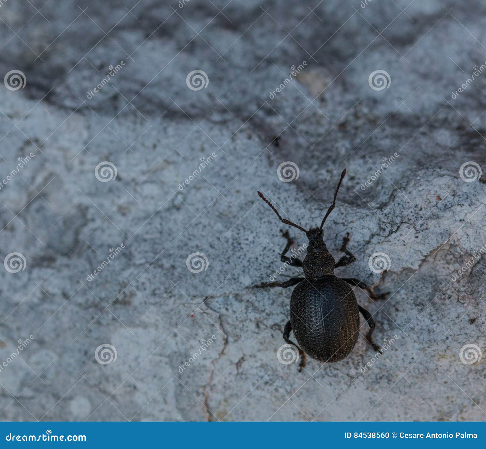 Insecte noir photo stock. Image of coléoptère, simple - 84538560