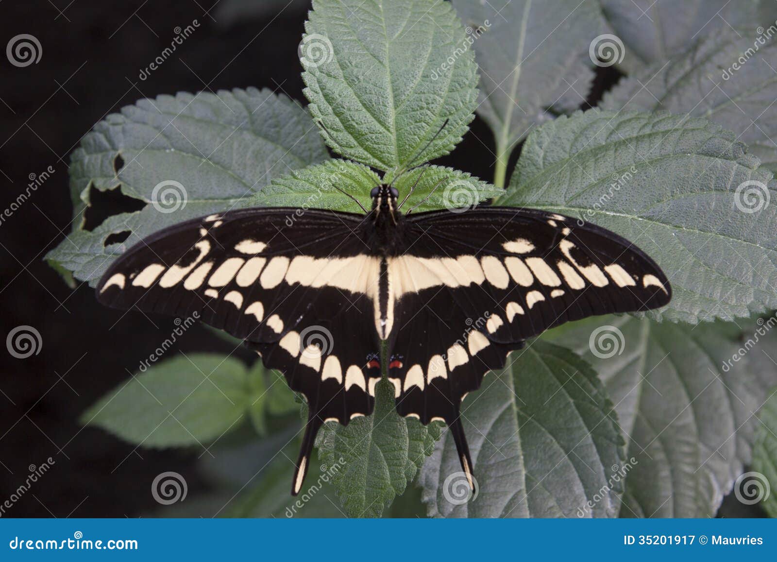 Insecte noir et blanc image stock. Image du bleu, aile - 35201917